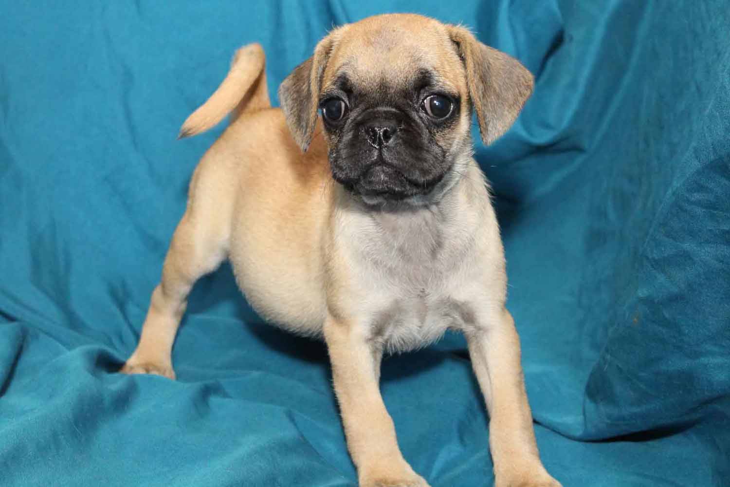 PuggleBaby.com - PuggleBaby.com